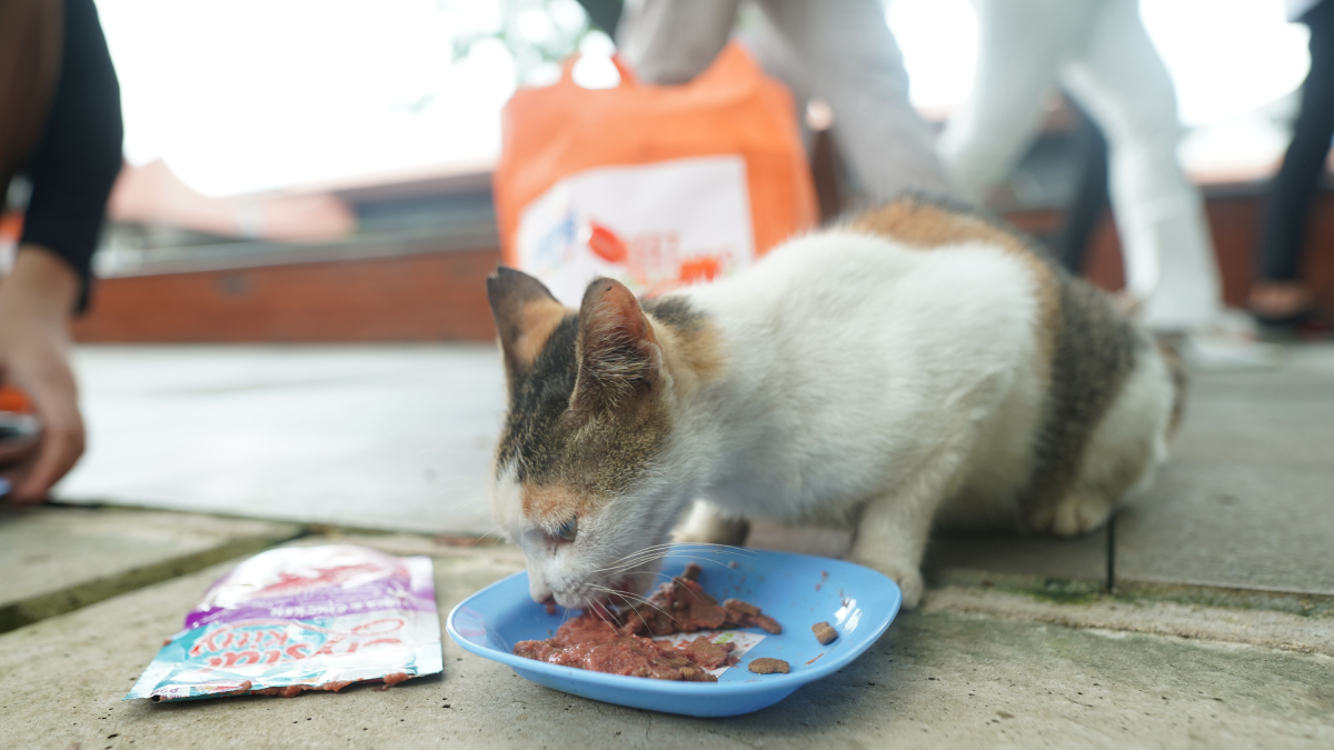 JIPS - Jakarta International Pet Show